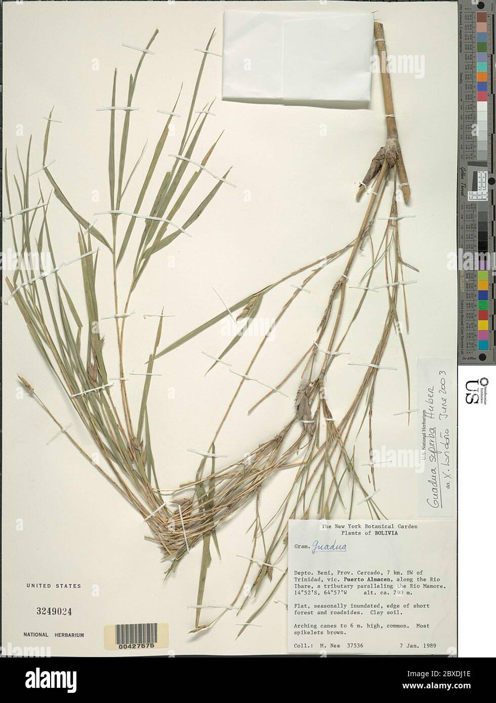 Guadua superba Huber Guadua superba Huber Stock Photo - Alamy