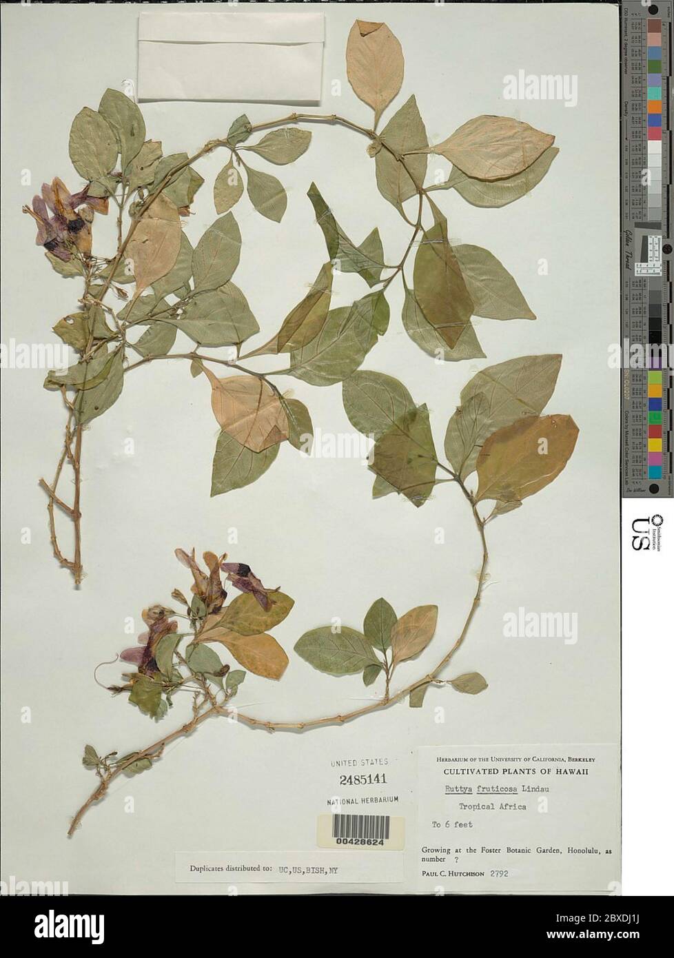 Ruttya fruticosa Lindau Ruttya fruticosa Lindau Stock Photo - Alamy