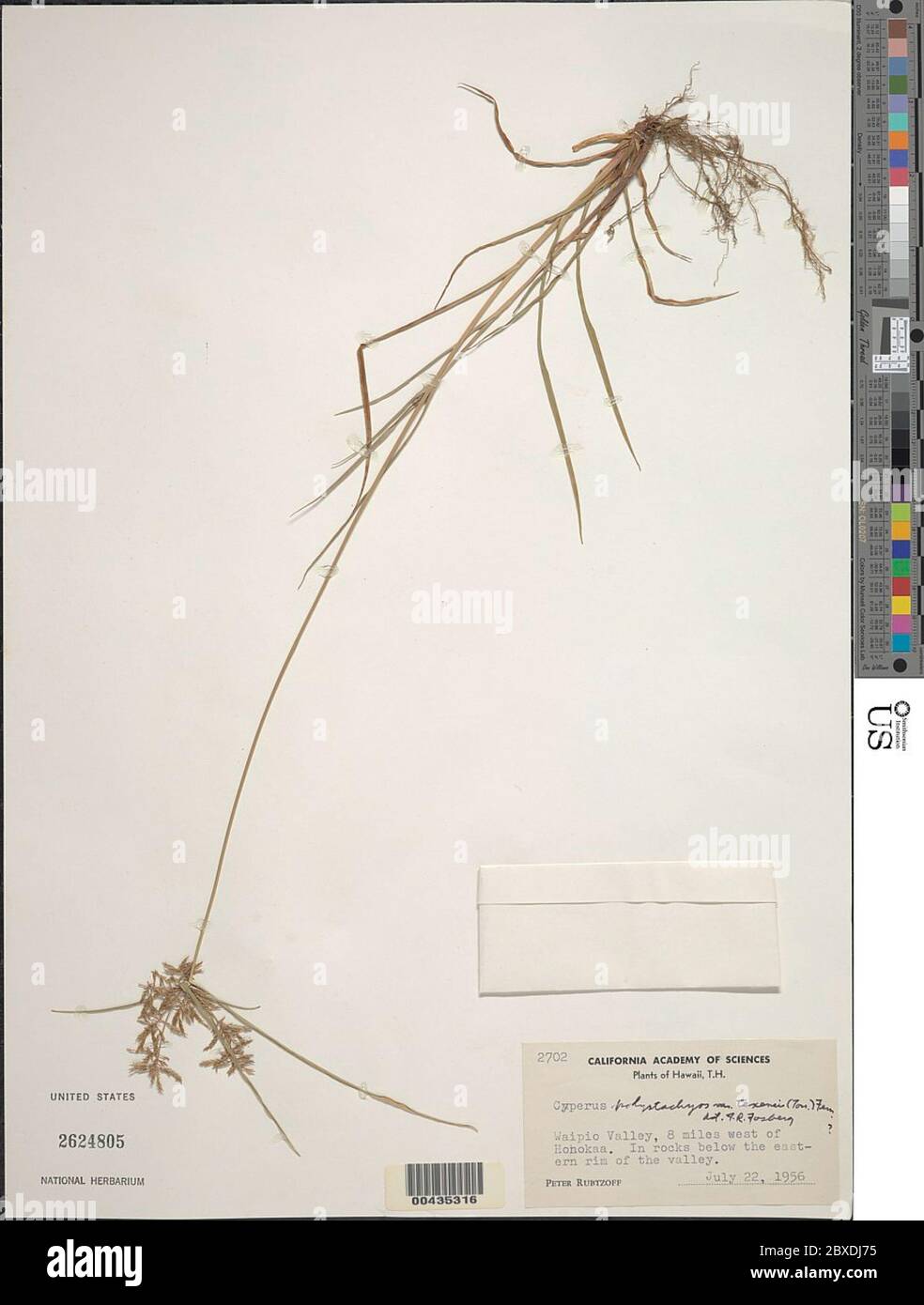 Cyperus polystachyos Rottb Cyperus polystachyos Rottb Stock Photo - Alamy