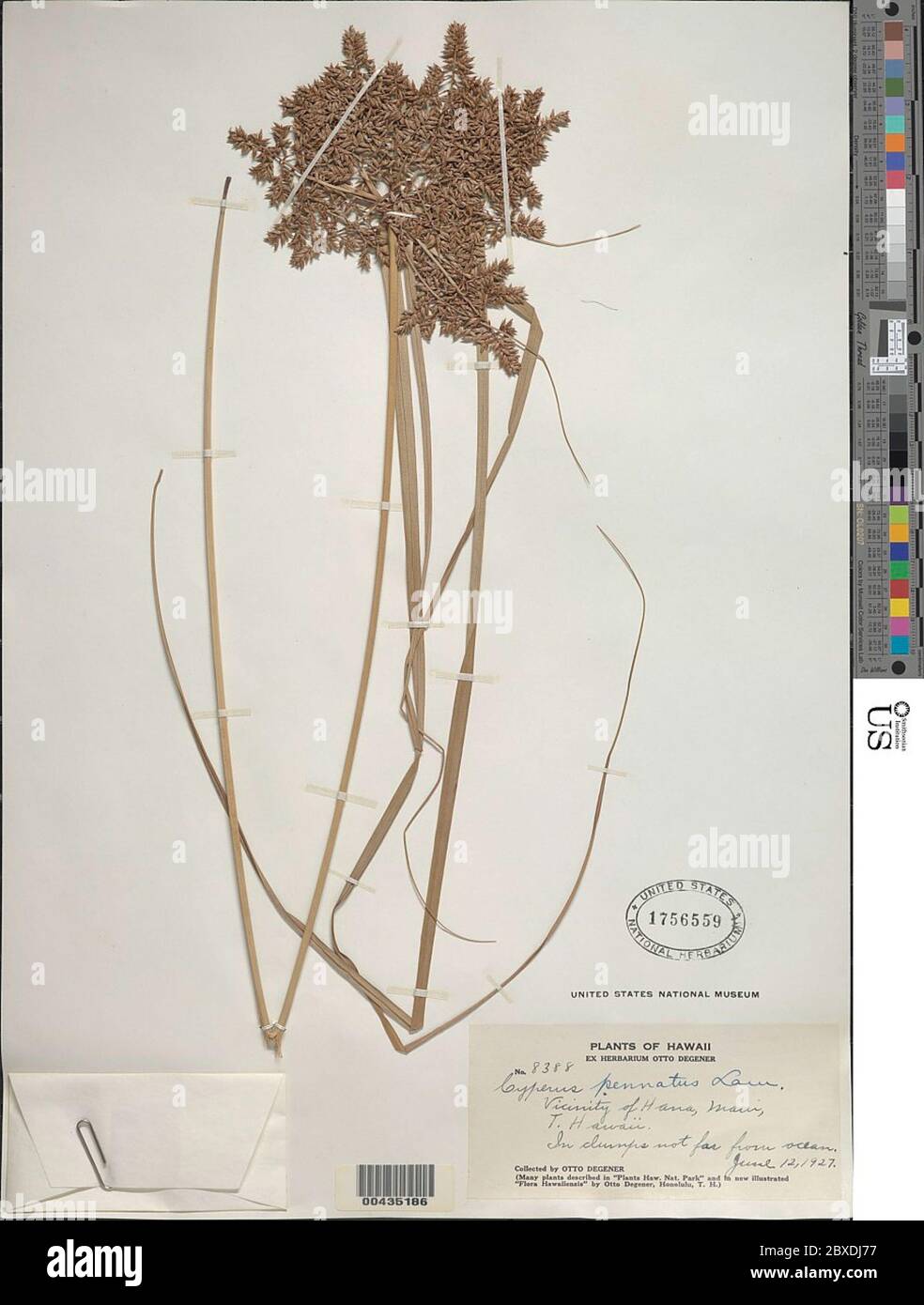 Cyperus javanicus Houtt Cyperus javanicus Houtt Stock Photo - Alamy