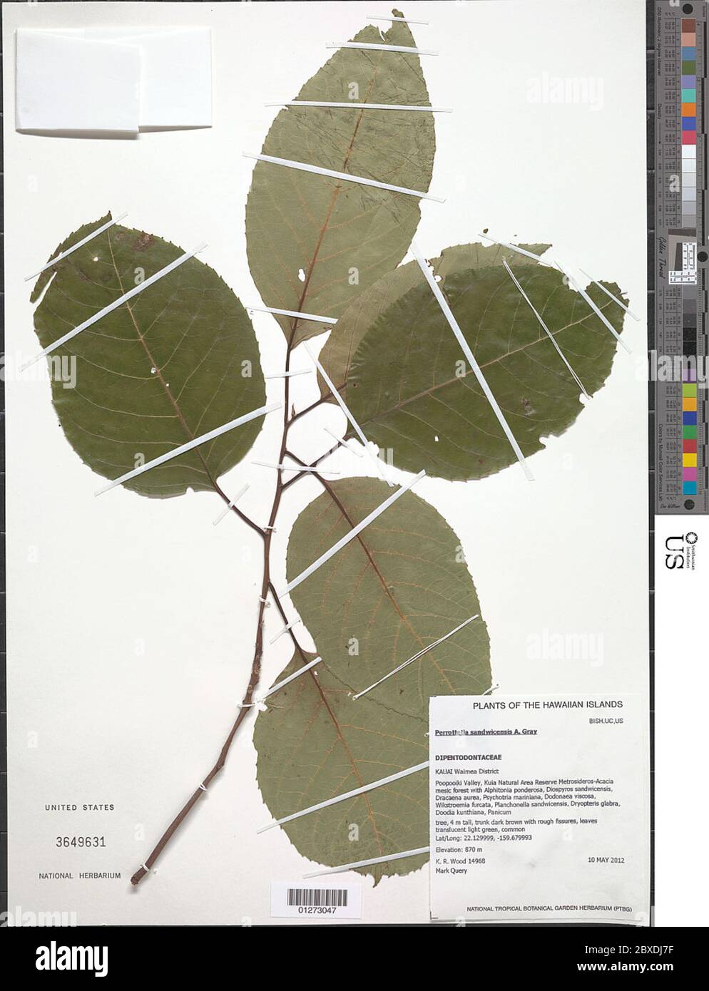 Perrottetia sandwicensis hi-res stock photography and images - Alamy