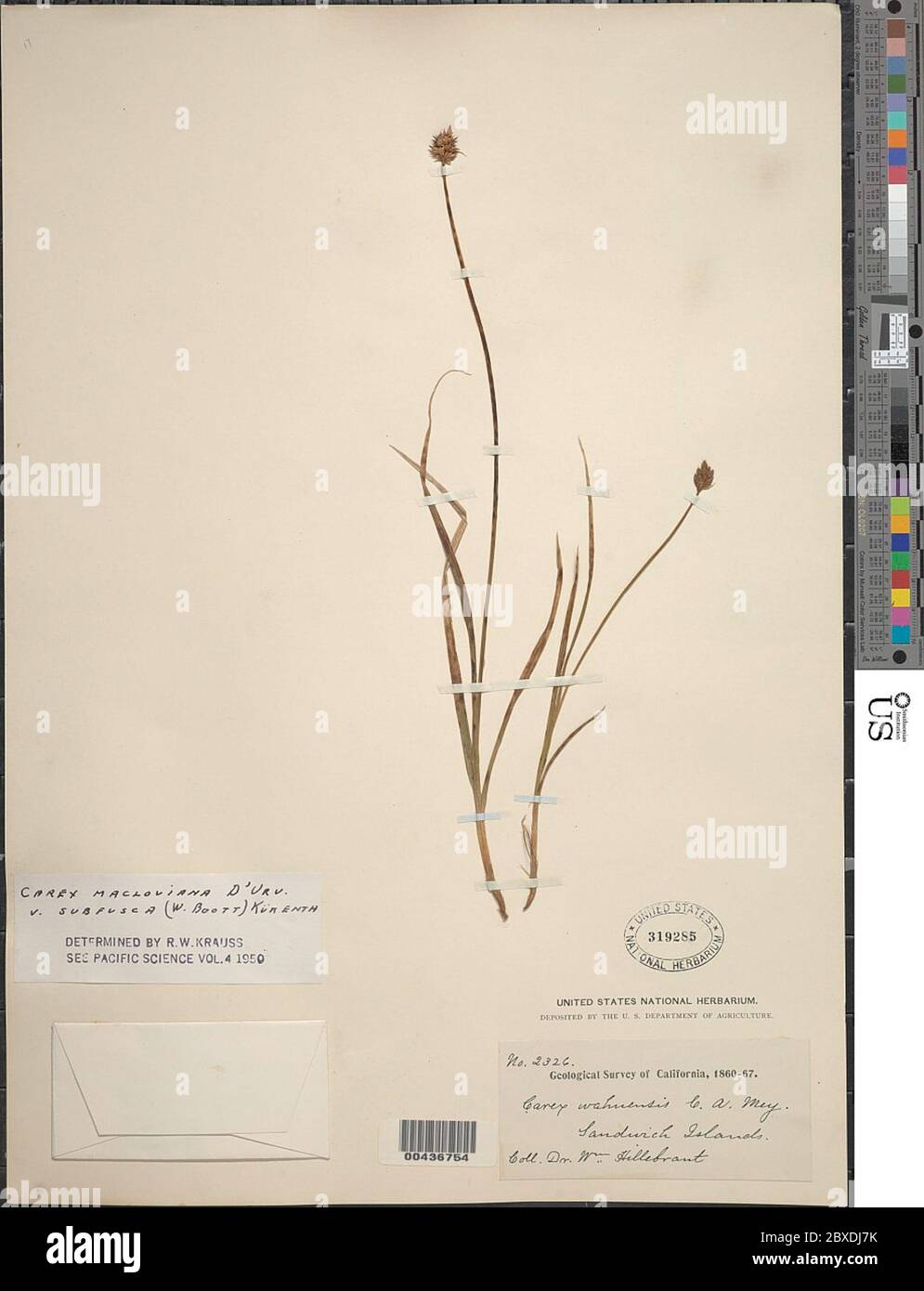 Carex subfusca W Boott Carex subfusca W Boott Stock Photo - Alamy