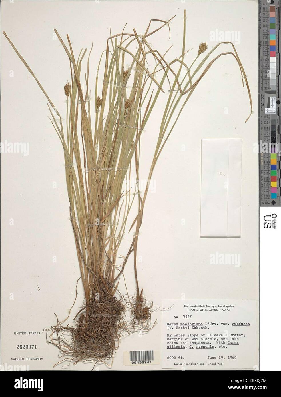 Carex subfusca W Boott Carex subfusca W Boott Stock Photo - Alamy