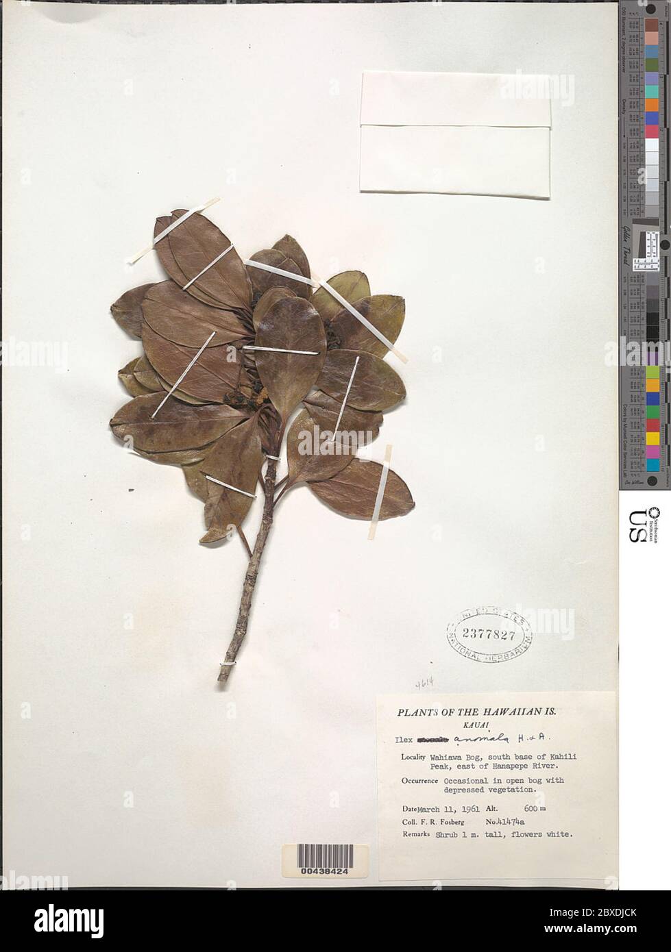 Ilex anomala hi-res stock photography and images - Alamy