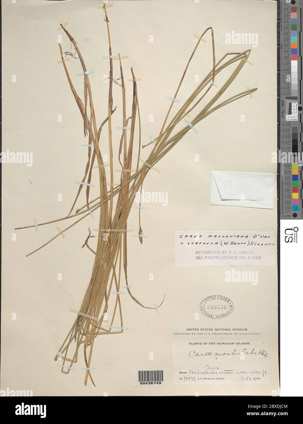 Subfusca hi-res stock photography and images - Alamy