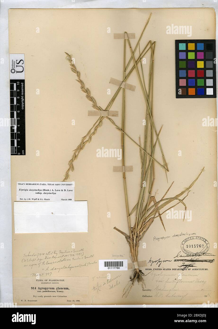 Agropyron lanceolatum Scribn JG Sm Agropyron lanceolatum Scribn JG Sm ...