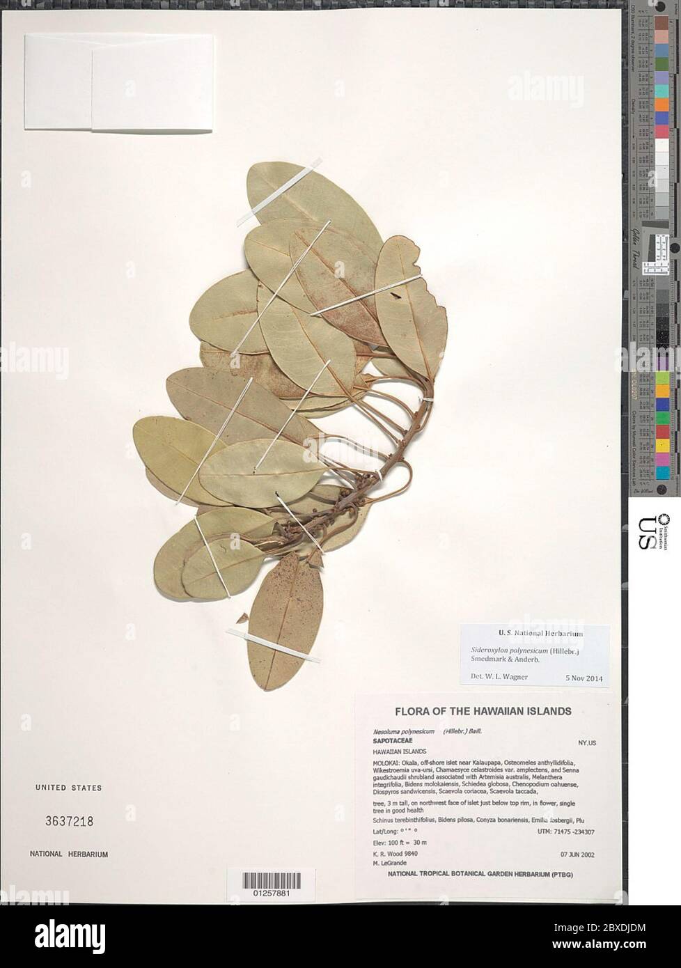 Sideroxylon polynesicum Hillebr Smedmark Anderb Sideroxylon polynesicum ...