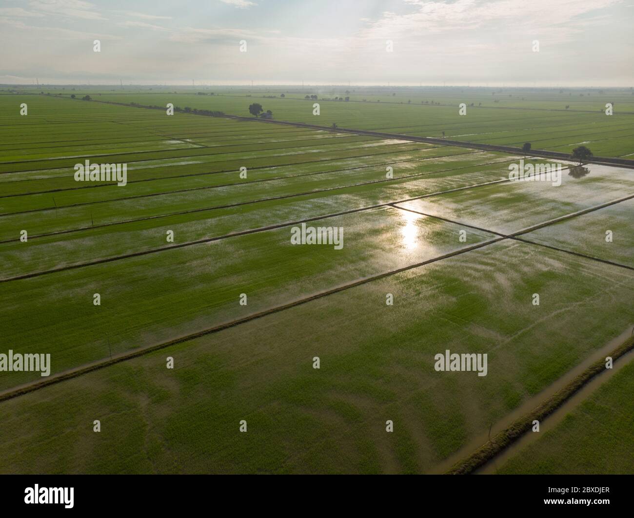 Aerial view of green paddy field agriculture at Malaysia Stock Photo ...