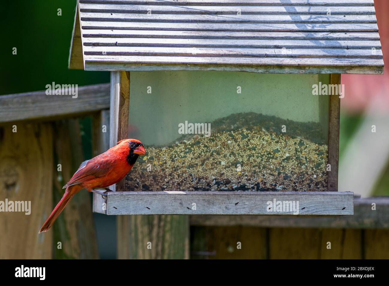 Northern cardinal eating seeds at a wooden bird feeder Stock Photo - Alamy