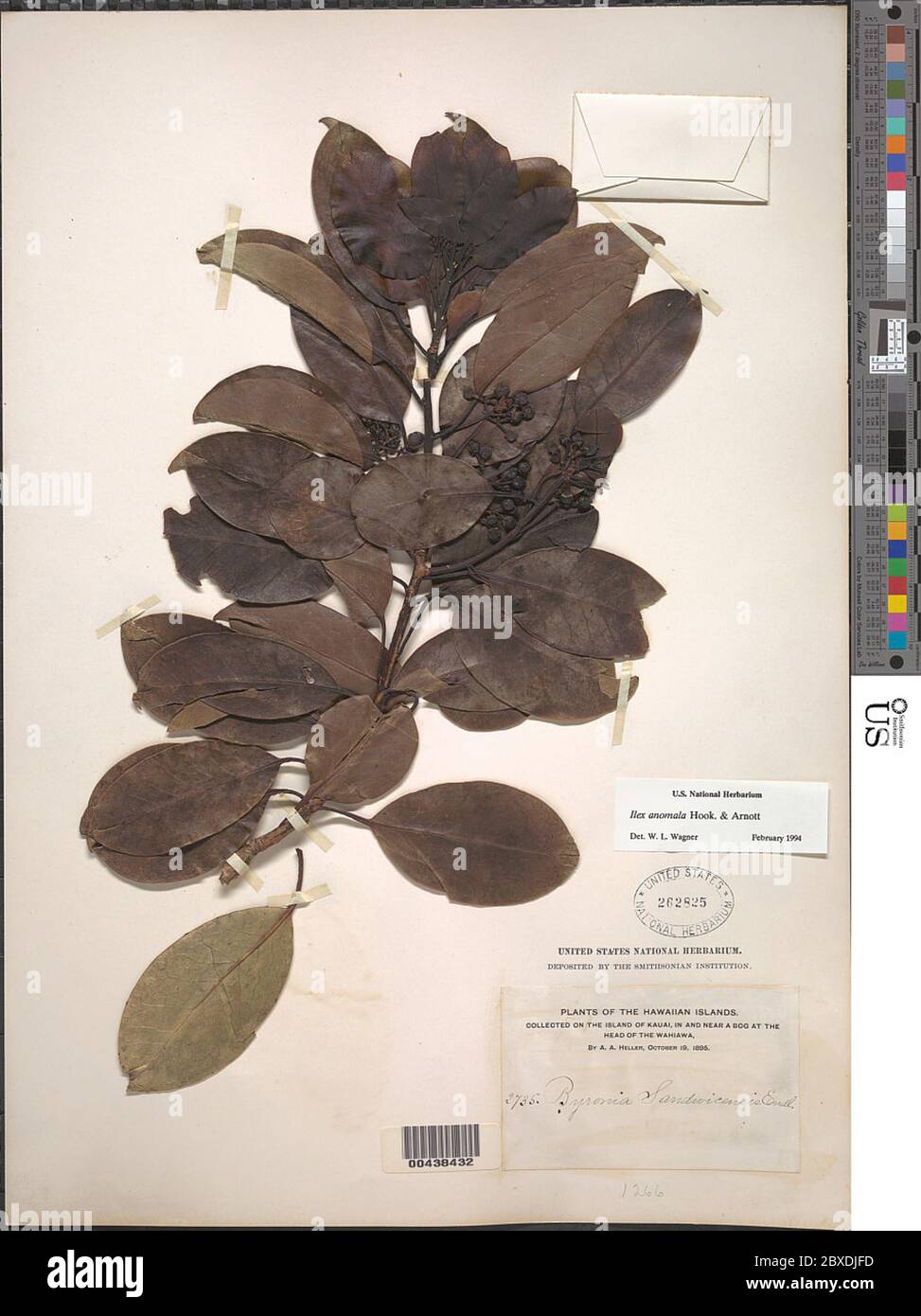 Ilex anomala hi-res stock photography and images - Alamy
