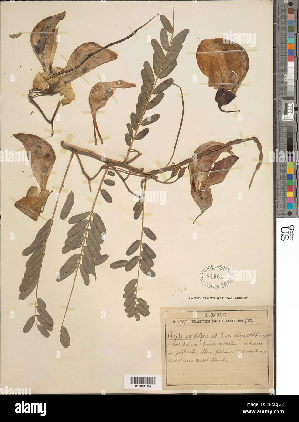 Sesbania grandiflora L Pers Sesbania grandiflora L Pers Stock Photo - Alamy