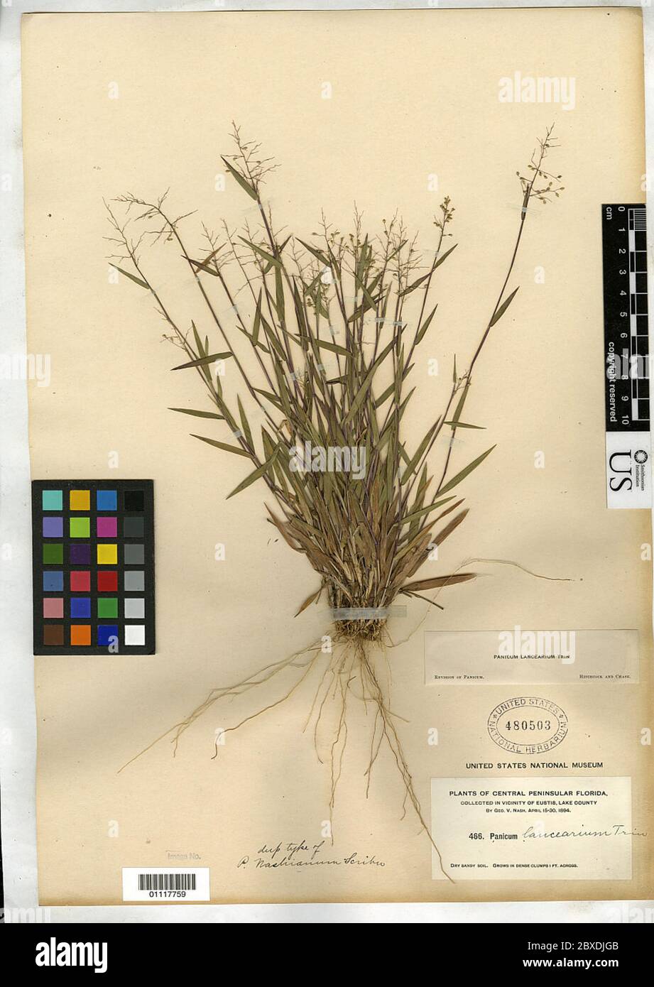 Panicum nashianum Scribn Panicum nashianum Scribn Stock Photo - Alamy