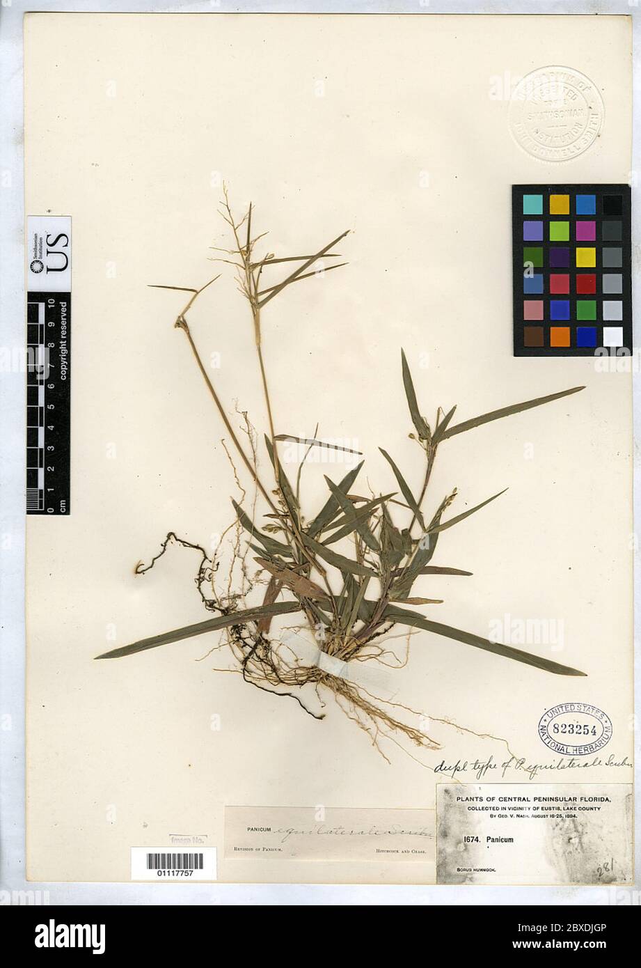 Panicum equilaterale Scribn Panicum equilaterale Scribn Stock Photo - Alamy