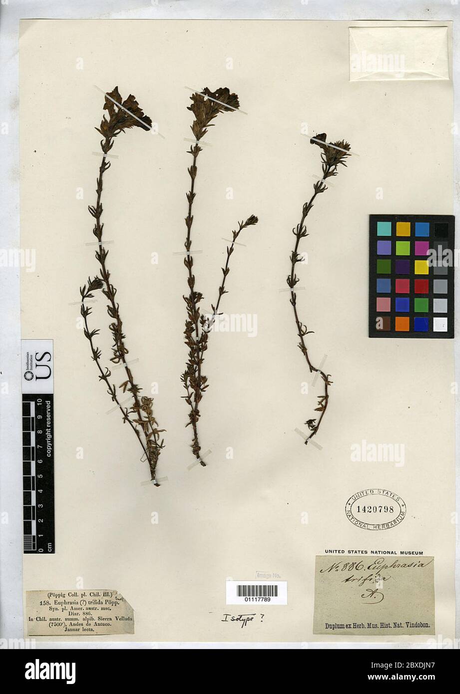 Euphrasia trifida Poepp ex Benth Euphrasia trifida Poepp ex Benth Stock ...