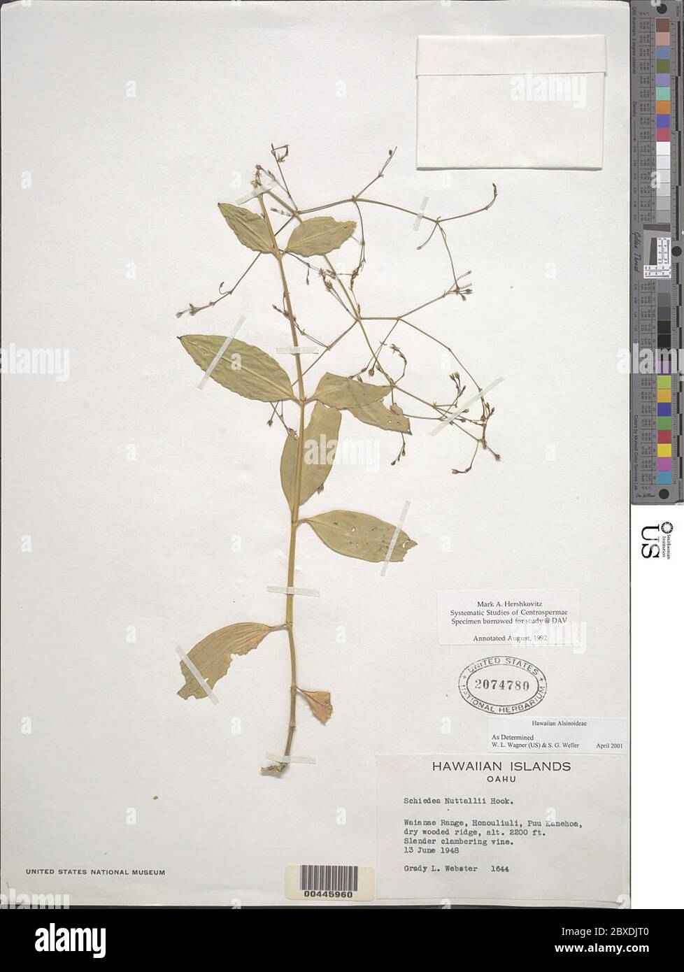 Schiedea hi-res stock photography and images - Alamy