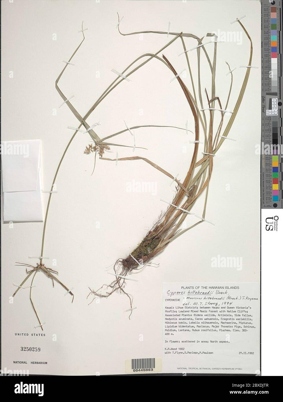 Cyperus hillebrandii Boeckeler Cyperus hillebrandii Boeckeler Stock ...