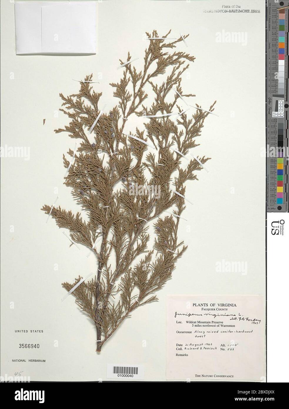 Juniperus virginiana L Juniperus virginiana L Stock Photo - Alamy