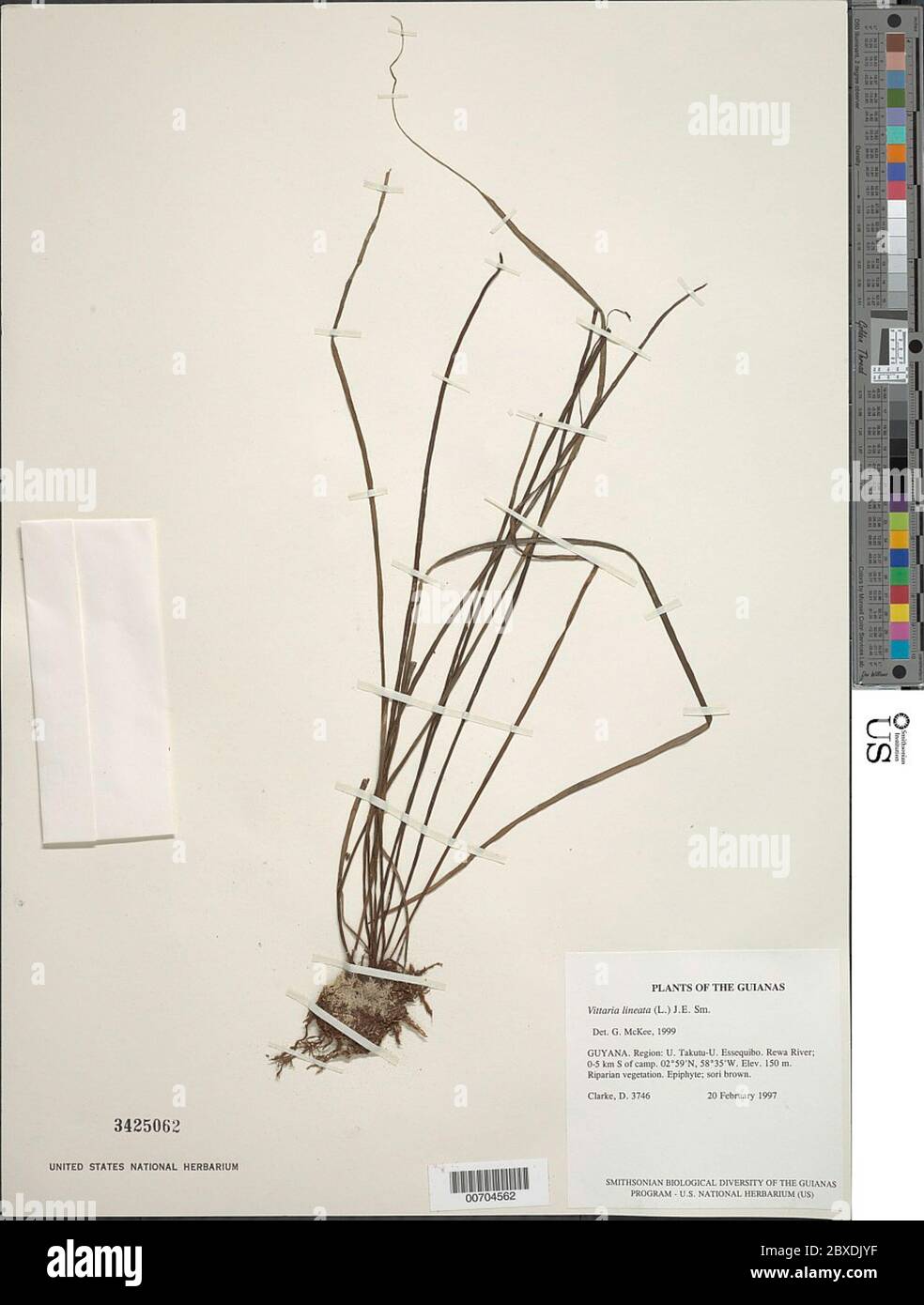 Vittaria High Resolution Stock Photography and Images - Alamy