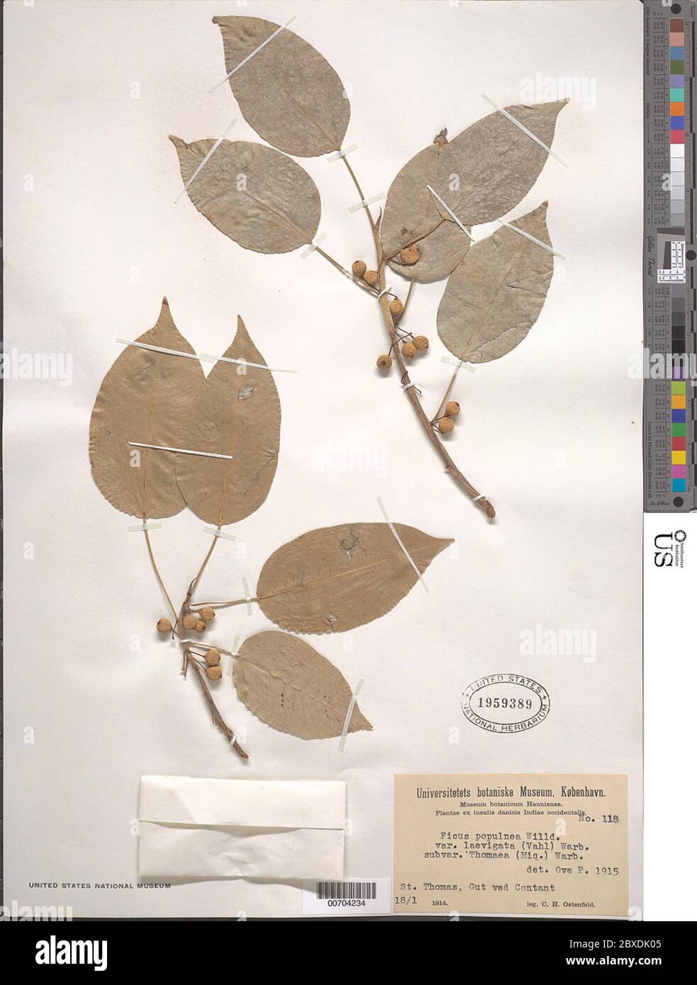 Ficus populnea var laevigata Vahl Warb Ficus populnea var laevigata ...