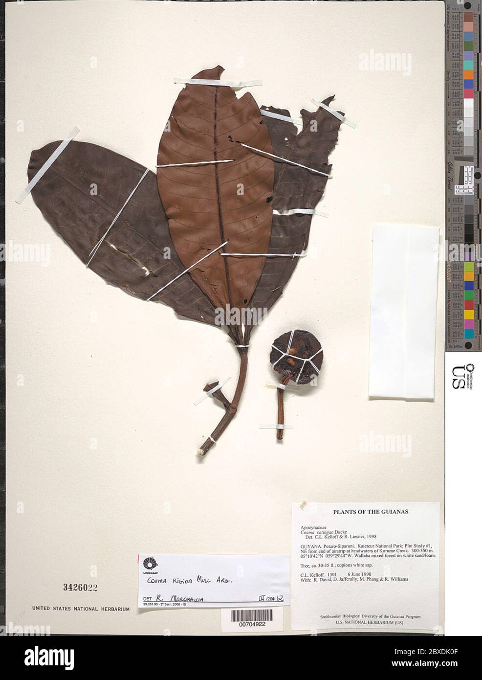 Couma hi-res stock photography and images - Alamy