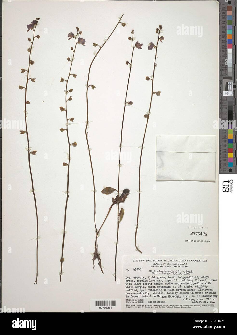 Utricularia Calycifida