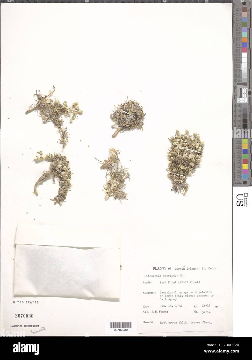 Lithophila hi-res stock photography and images - Alamy