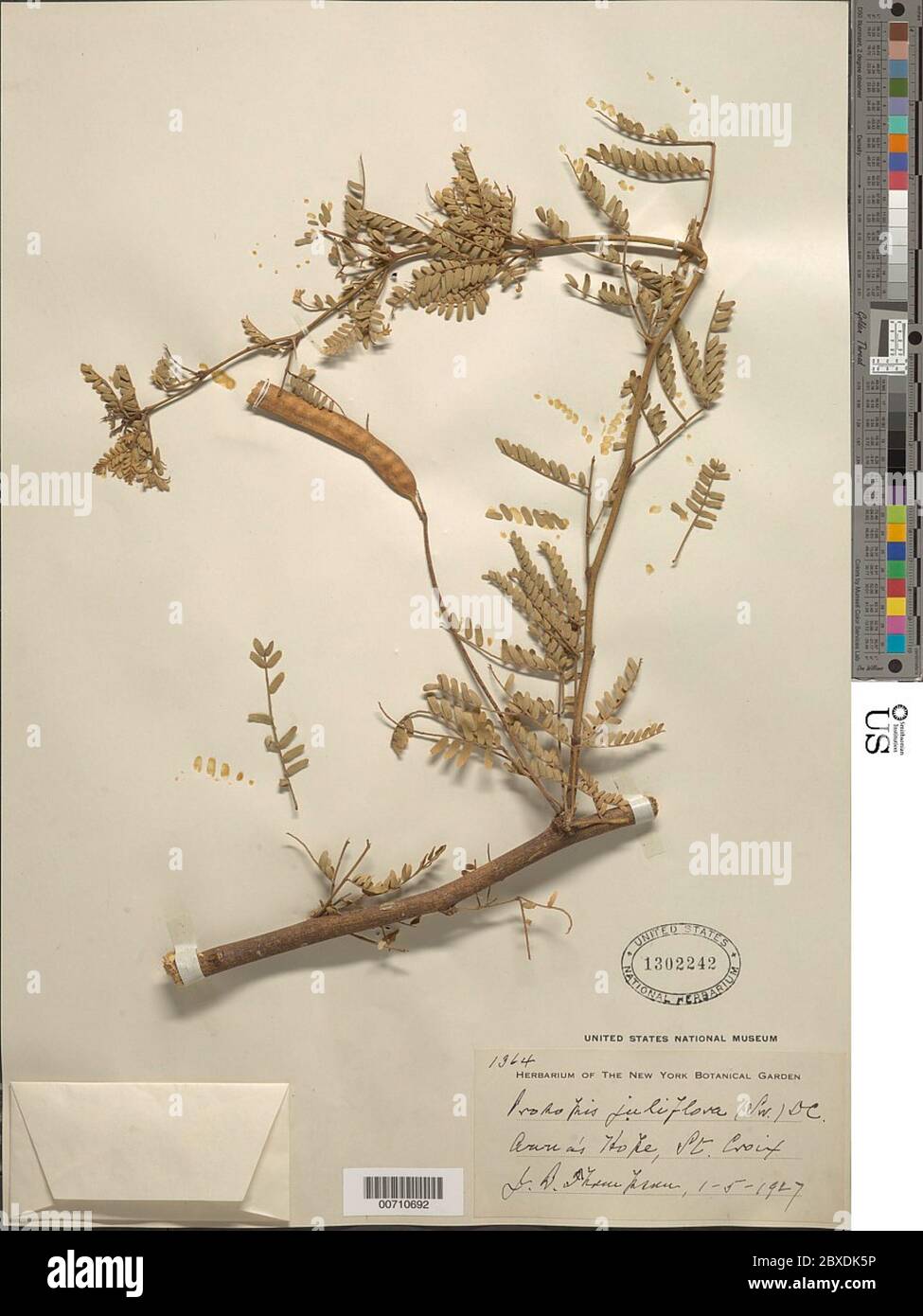 Prosopis juliflora Sw DC Prosopis juliflora Sw DC Stock Photo - Alamy