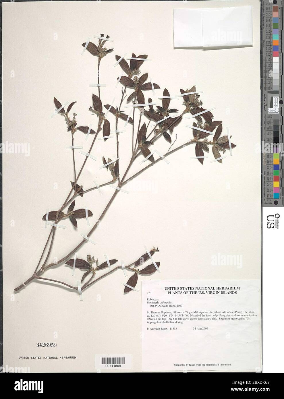 Rondeletia pilosa hi-res stock photography and images - Alamy