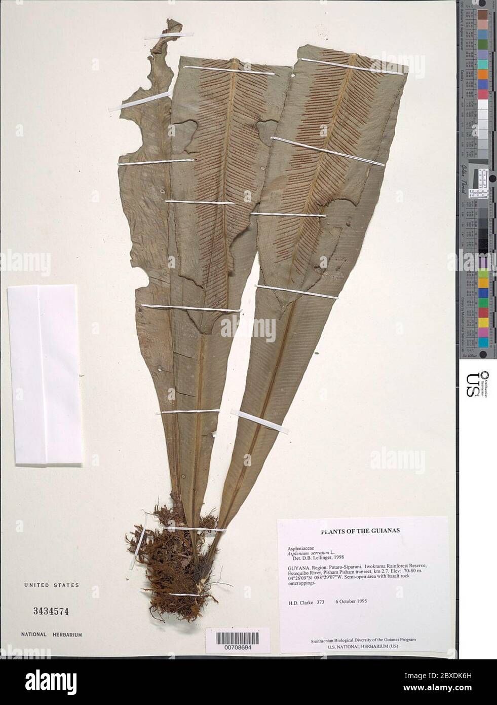 Asplenium serratum L Asplenium serratum L Stock Photo - Alamy