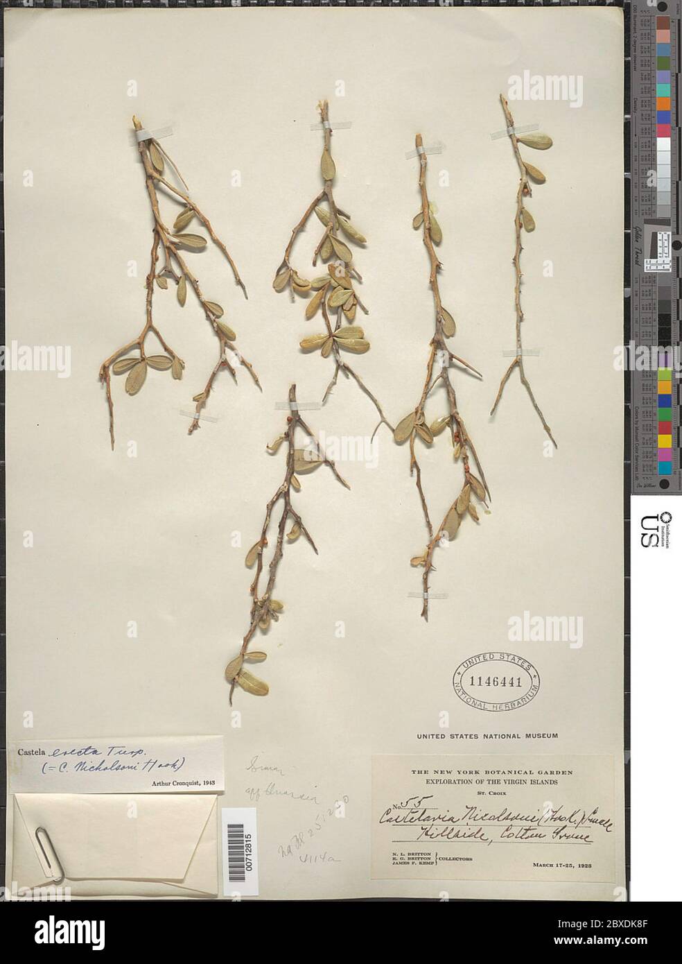 Castela erecta Turpin Castela erecta Turpin Stock Photo - Alamy