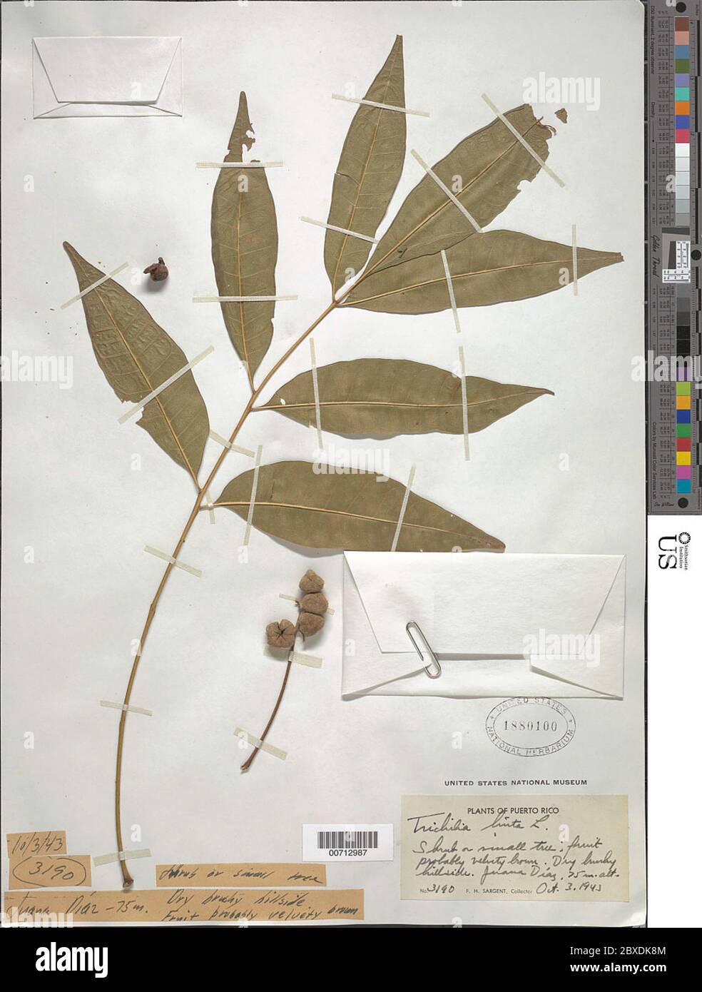 Trichilia species hi-res stock photography and images - Alamy