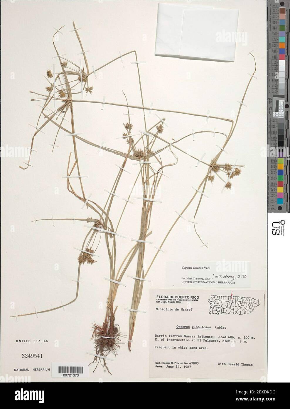 Cyperus croceus hi-res stock photography and images - Alamy