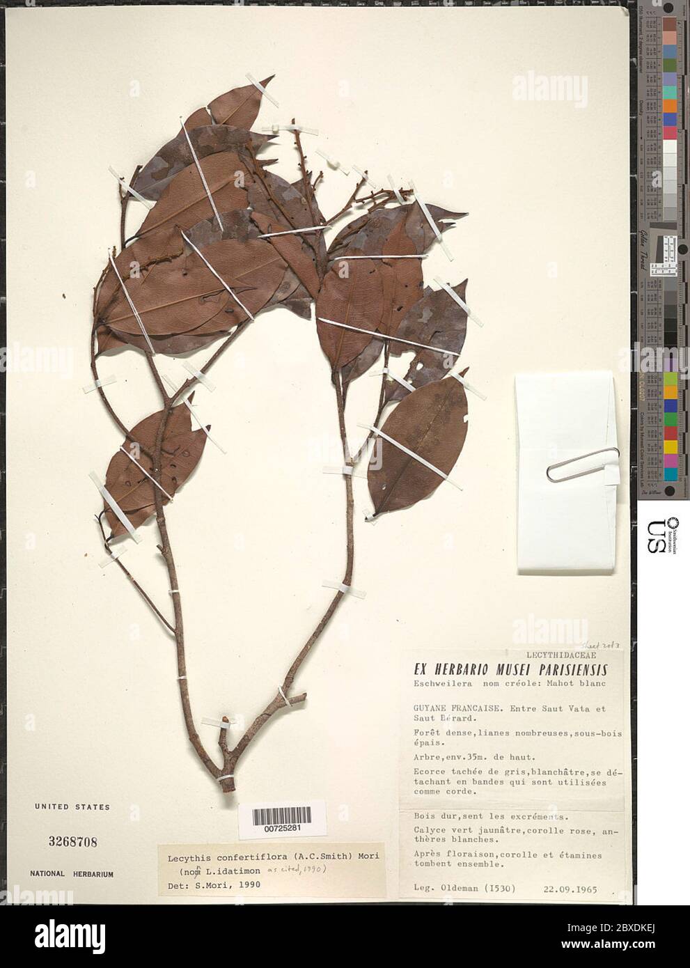 Mori fruit hi-res stock photography and images - Alamy