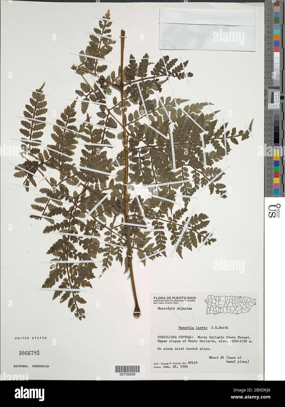 Marattia laevis hi-res stock photography and images - Alamy