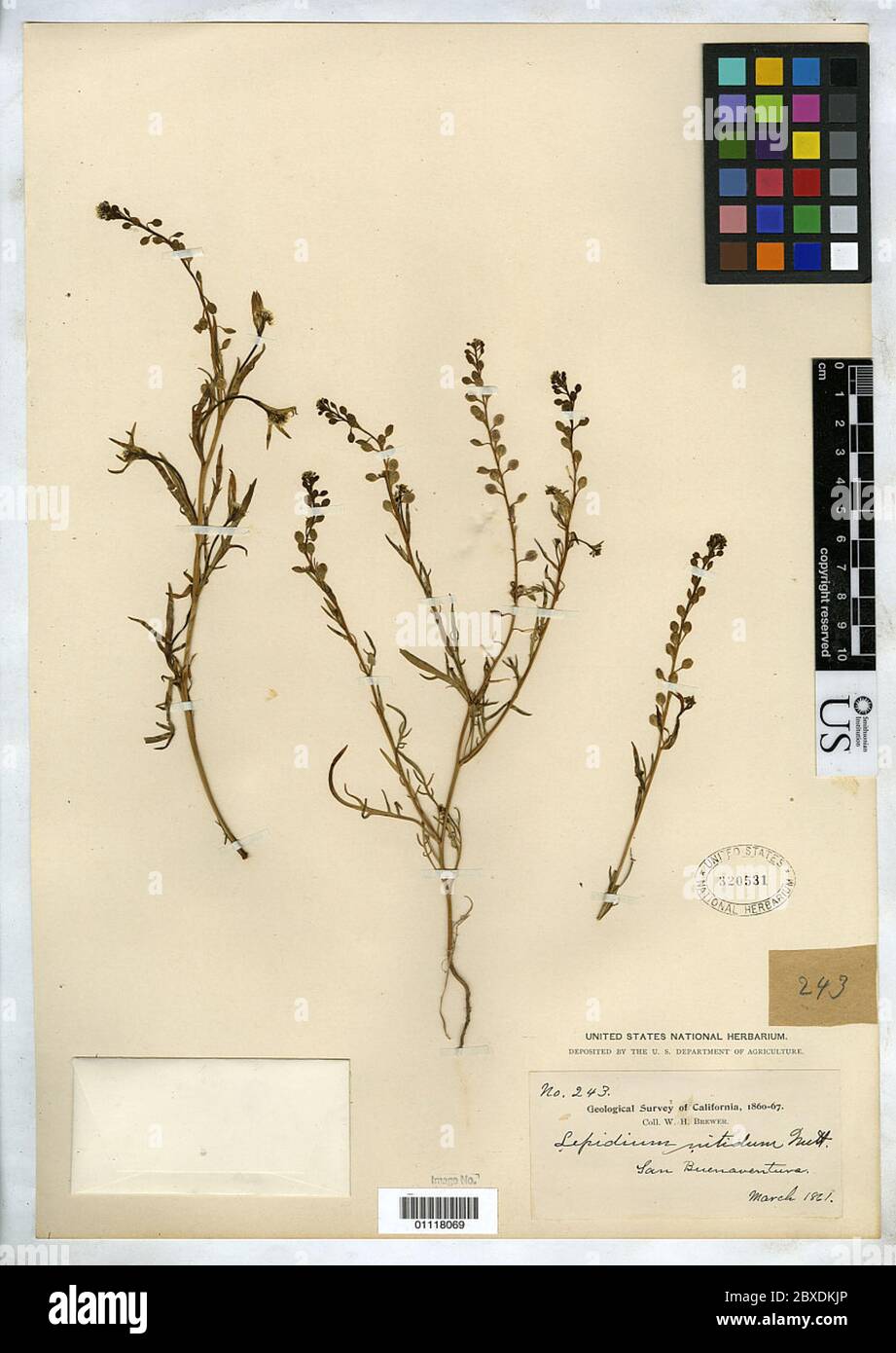 Lepidium nitidum Nutt Lepidium nitidum Nutt Stock Photo - Alamy