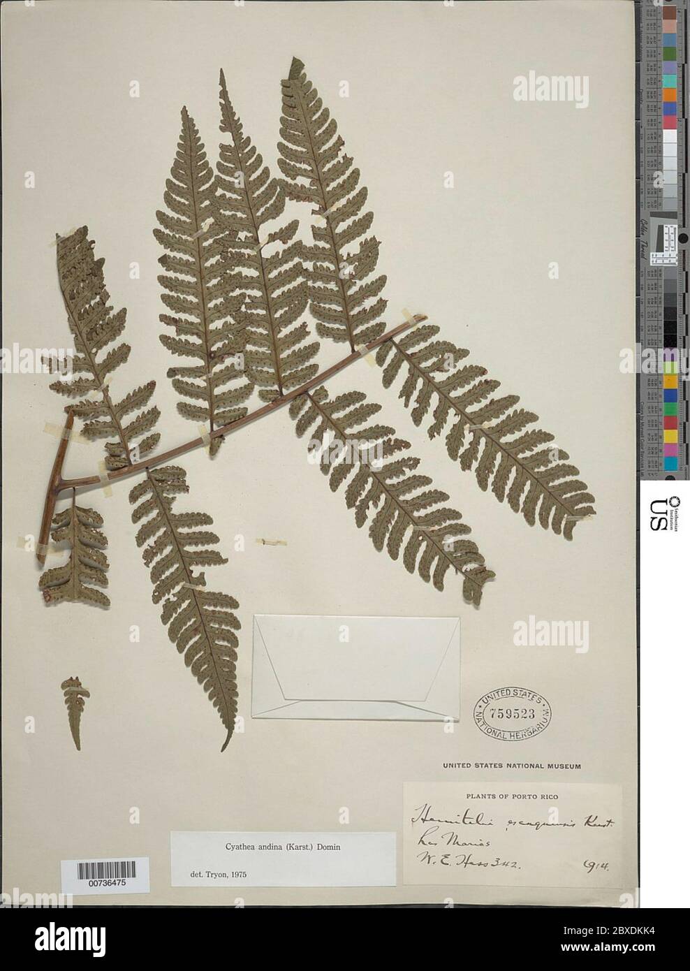 Cyathea andina hi-res stock photography and images - Alamy