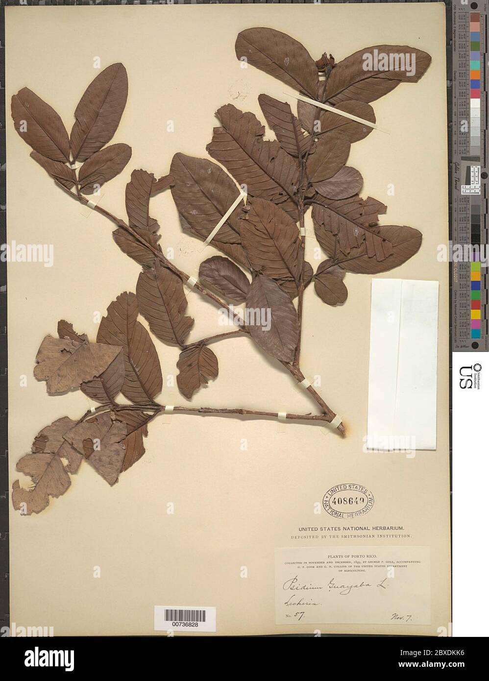 Psidium guajava L Psidium guajava L Stock Photo - Alamy