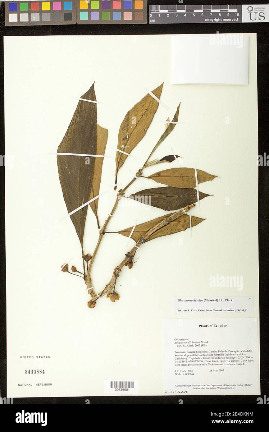 Glossoloma hi-res stock photography and images - Alamy