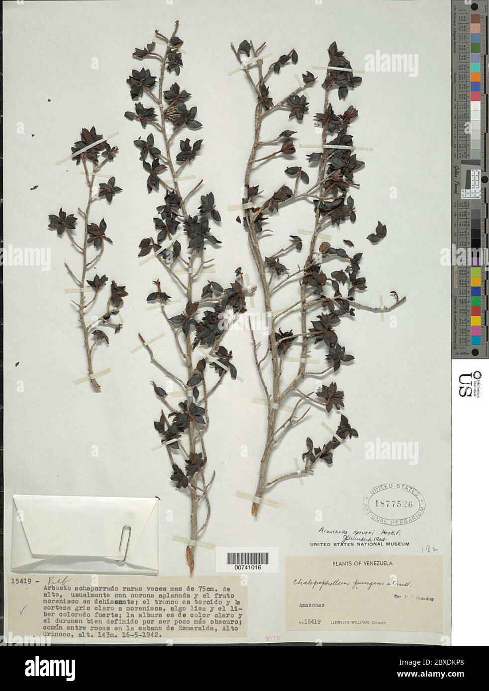 Acanthella sprucei Benth Hook f Acanthella sprucei Benth Hook f Stock ...