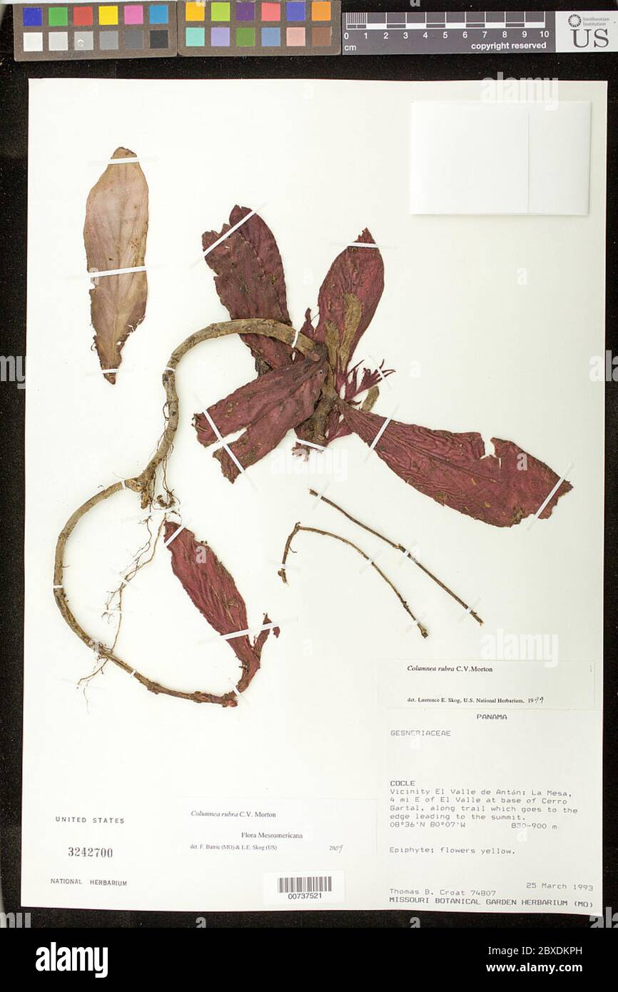 Columnea rubra CV Morton Columnea rubra CV Morton Stock Photo - Alamy