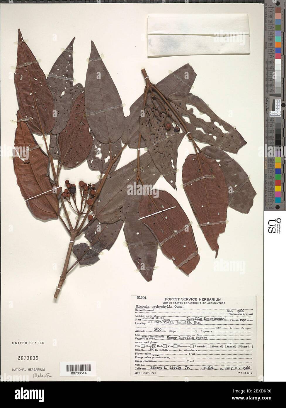 Pachyphylla hi-res stock photography and images - Alamy