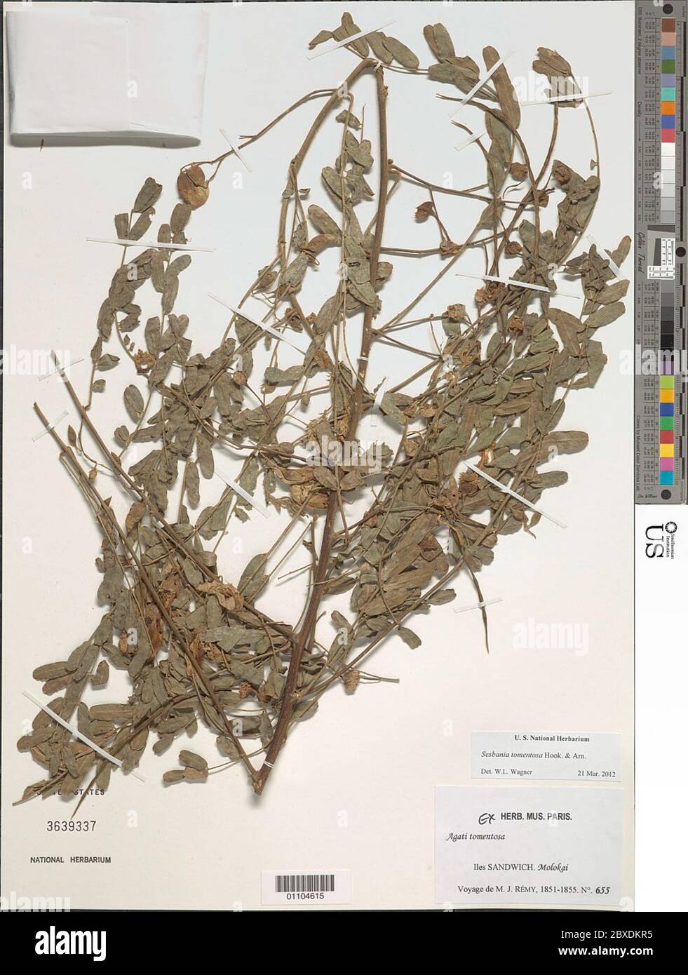 Sesbania tomentosa hi-res stock photography and images - Alamy