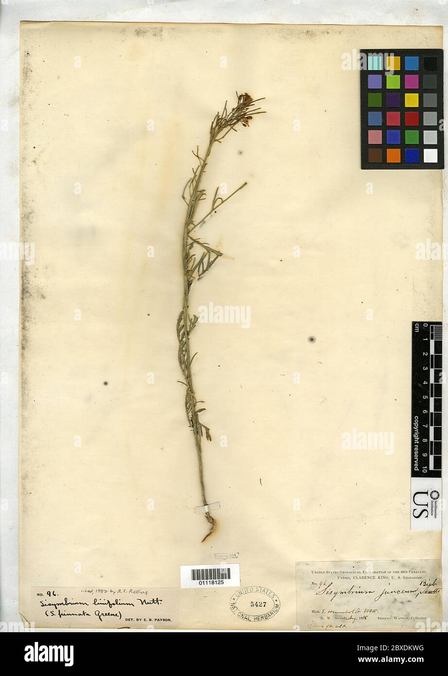 Sisymbrium linifolium hi-res stock photography and images - Alamy