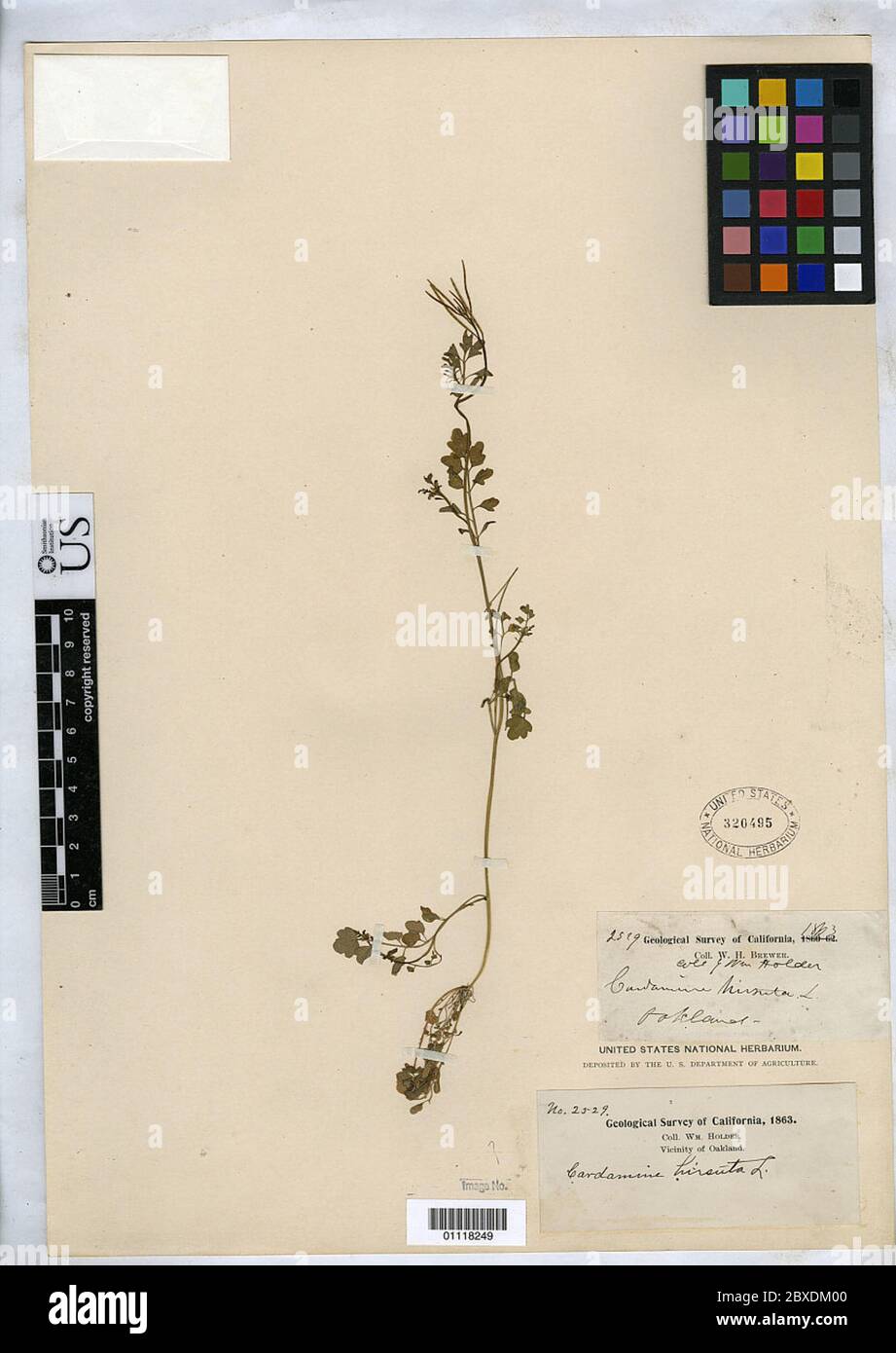 Cardamine occulta Hornem Cardamine occulta Hornem Stock Photo - Alamy