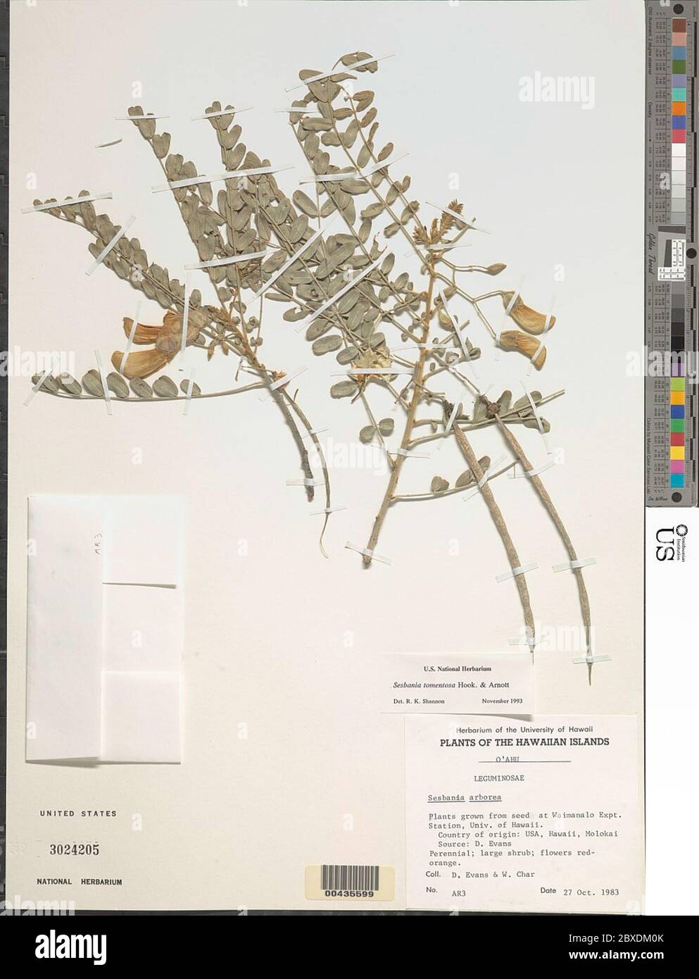 Sesbania tomentosa hi-res stock photography and images - Alamy