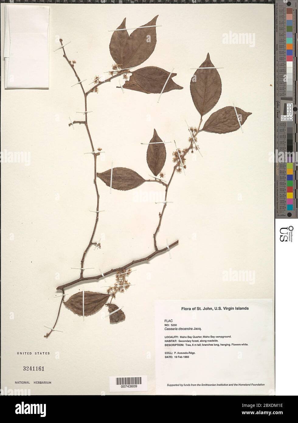 Casearia decandra Jacq Casearia decandra Jacq Stock Photo - Alamy