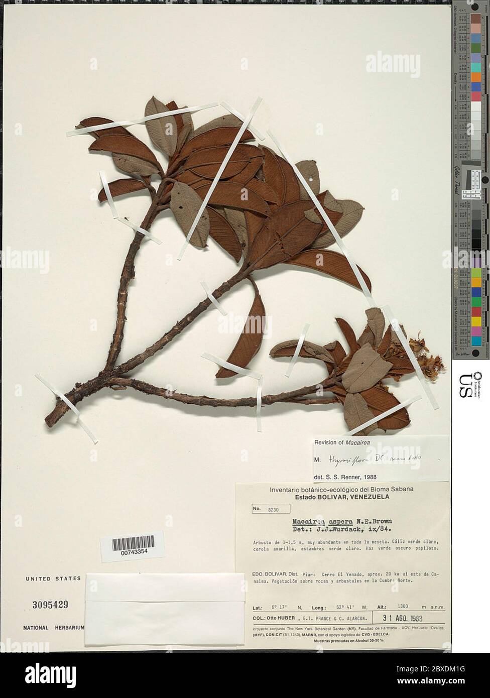 Macairea thyrsiflora DC Macairea thyrsiflora DC Stock Photo - Alamy