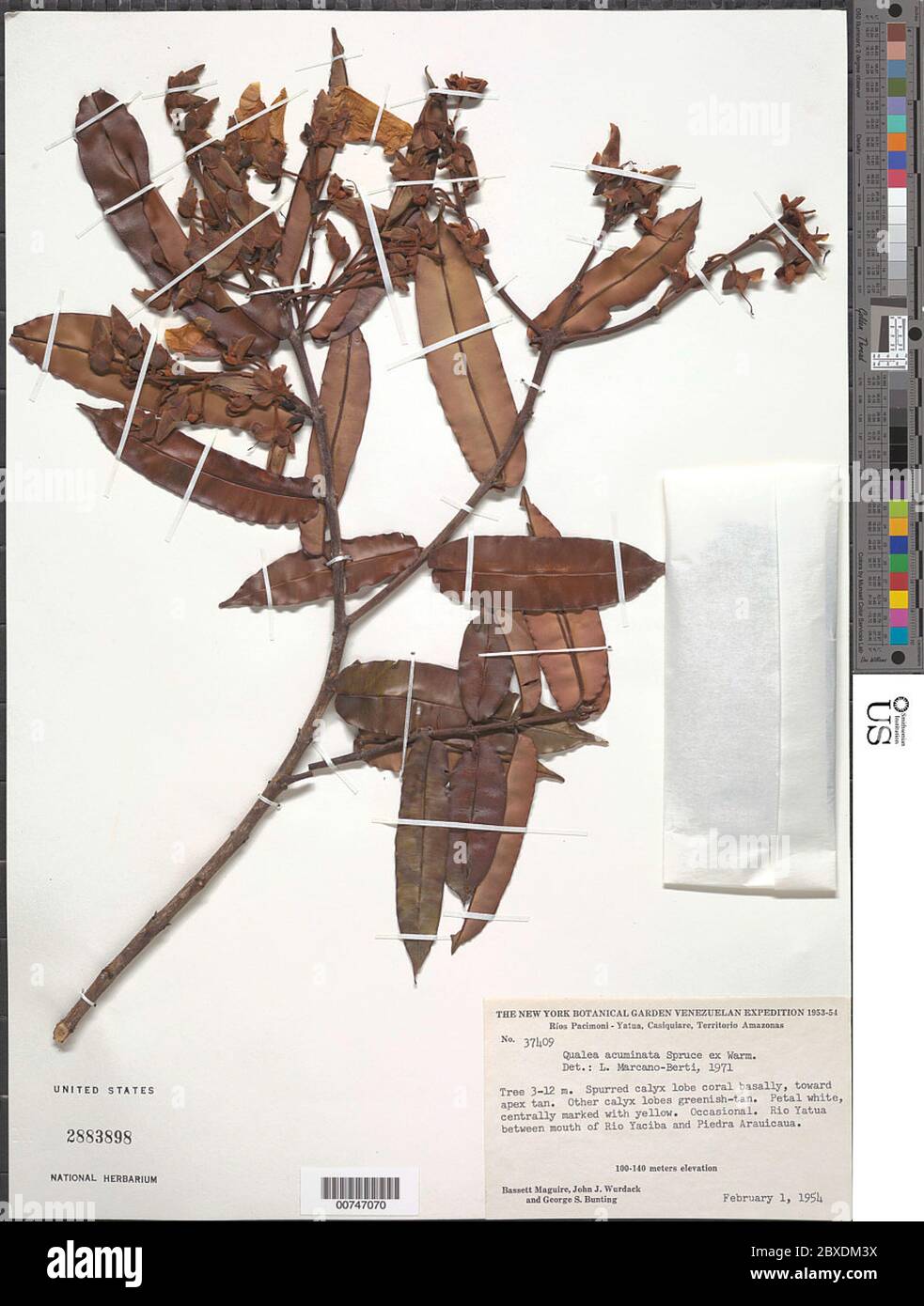 Qualea acuminata Spruce ex Warm Qualea acuminata Spruce ex Warm Stock ...