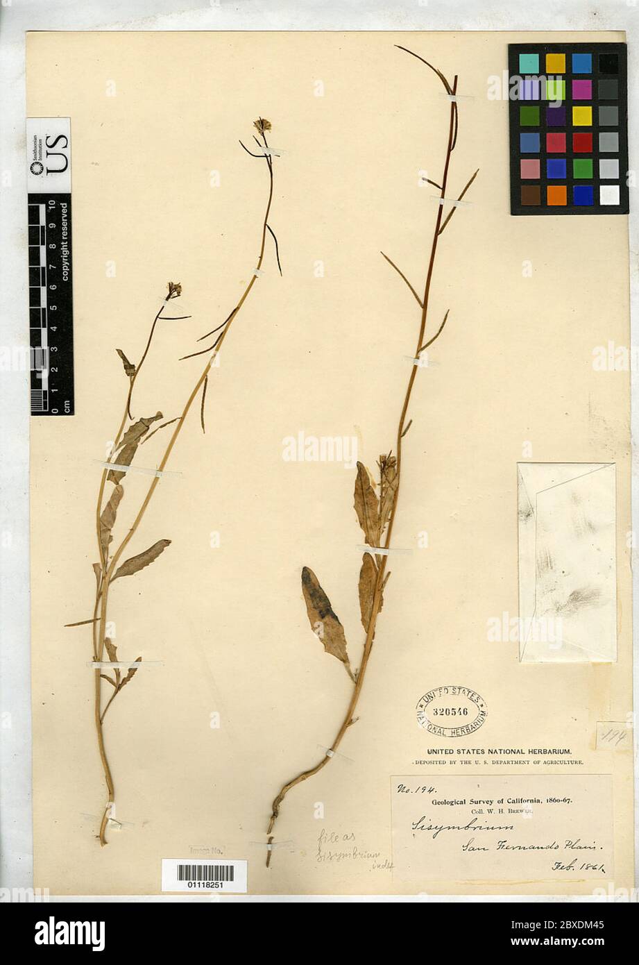 Sisymbrium sp Sisymbrium sp Stock Photo - Alamy