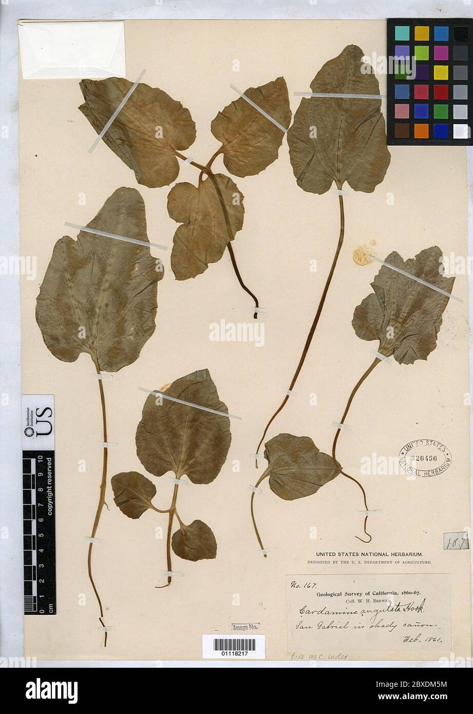 Cardamine sp Cardamine sp Stock Photo - Alamy